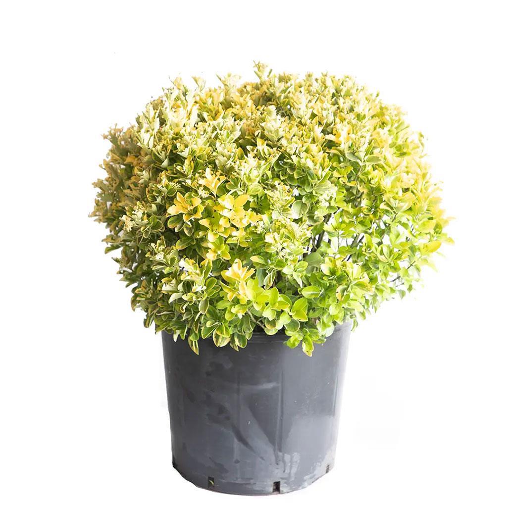 Top Formlu Altuni Taflan Bitkisi - 35 Litre Saksı - Boy 40 60 Cm Yeşil ...