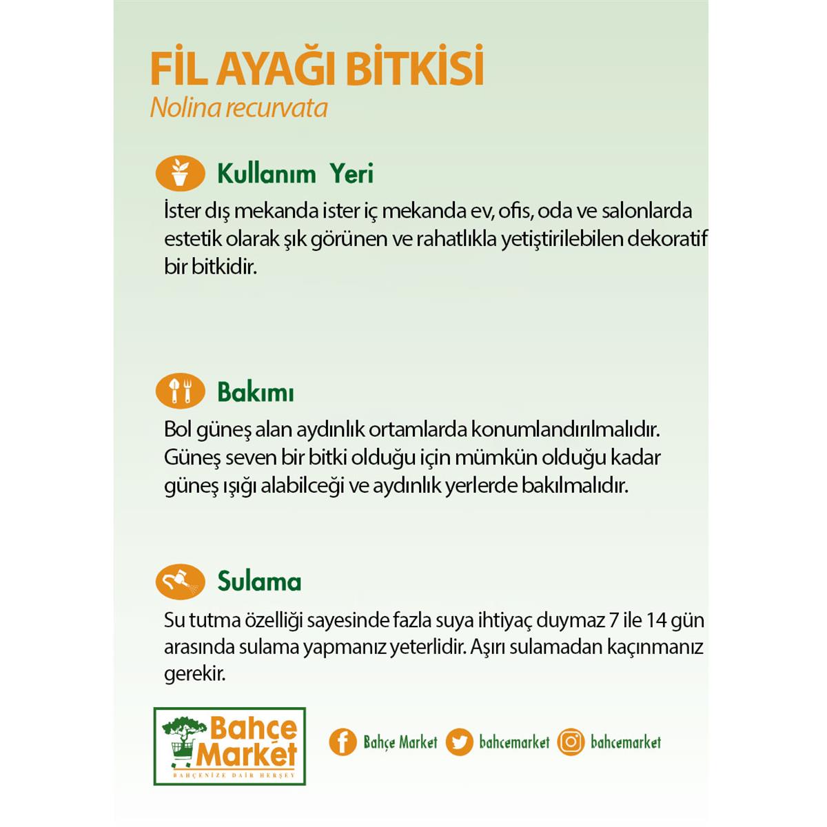 Recurvata Nolina (Fil Ayağı Bitkisi) Yeşil | Salon Çiçekleri ...