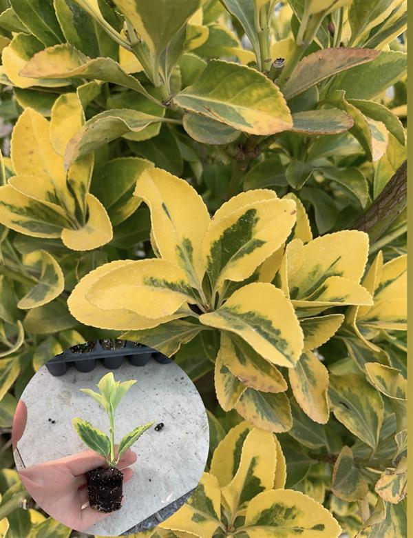 10 Adet Gold Altuni Taflan Fidesi