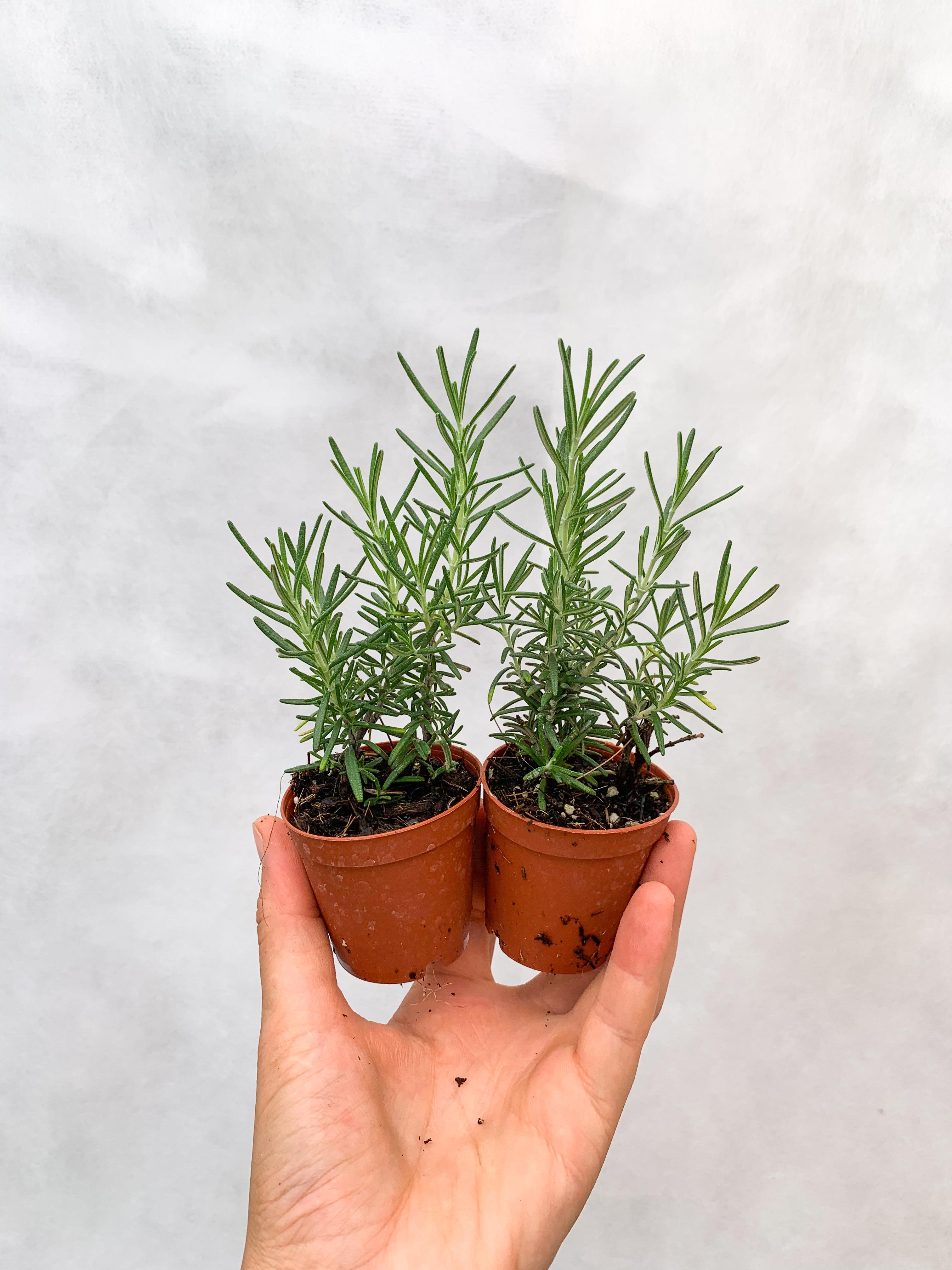 Biberiye Bitkisi - Otu