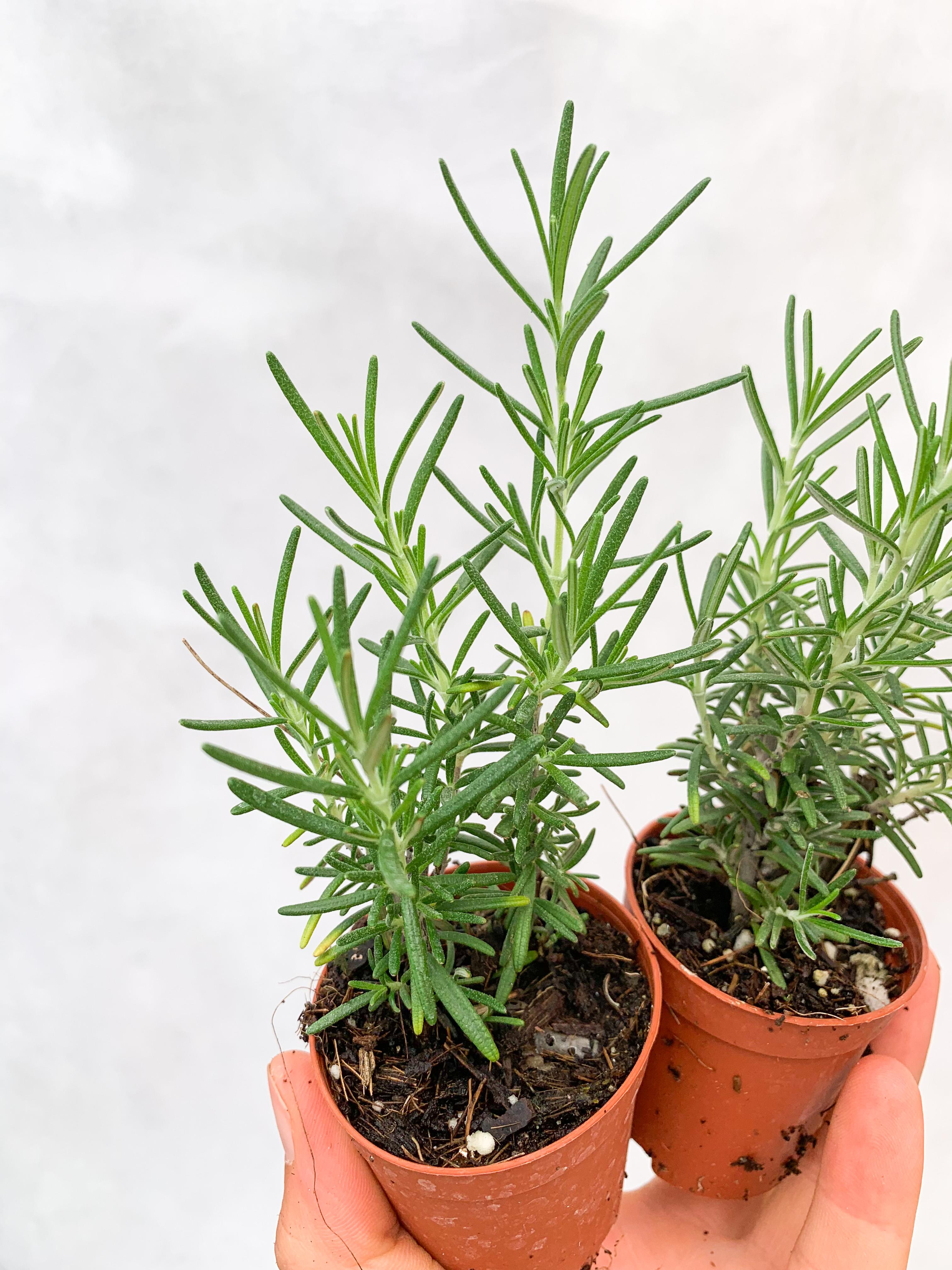 Biberiye Bitkisi - Otu