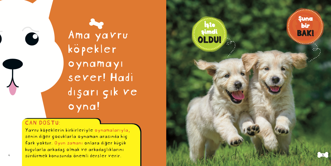 Çok tatlı yavru köpekler | Beta Çocuk