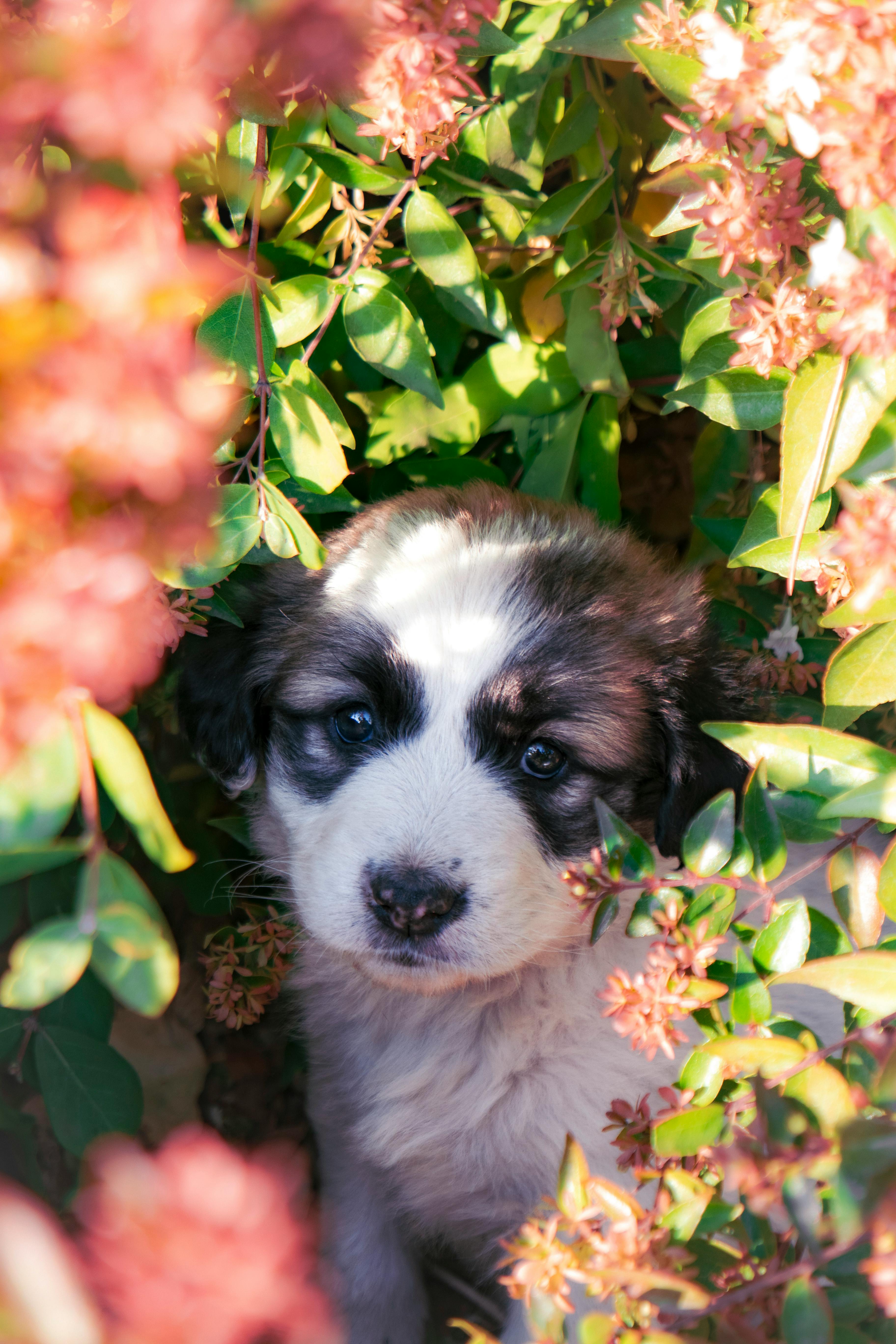 alpha-tact.com'da köpekler için doğal ve yapay kemiklerin faydaları ...