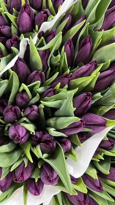 İthal Mor Lale | Anlamı, Fiyatları, Buket Modelleri ve Sipariş ...