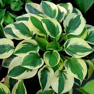 Ağustos Zambağı Fidanı | 1001Fidan