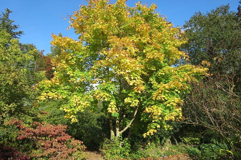 Acer cappadocicum Beş parmak akçaağacı fidanı -1001fidan