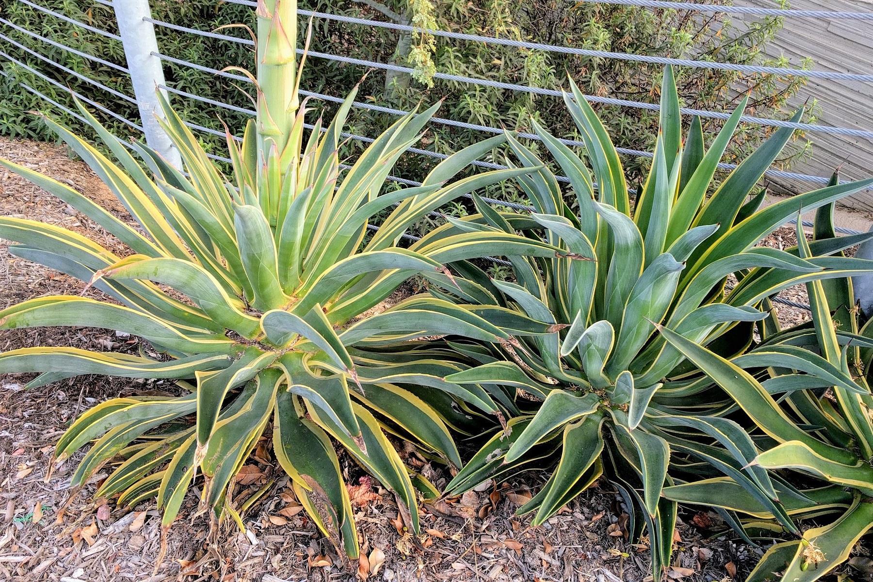 Agave desmettiana variegata Alaca İbrik Yapraklı Agav fidanı