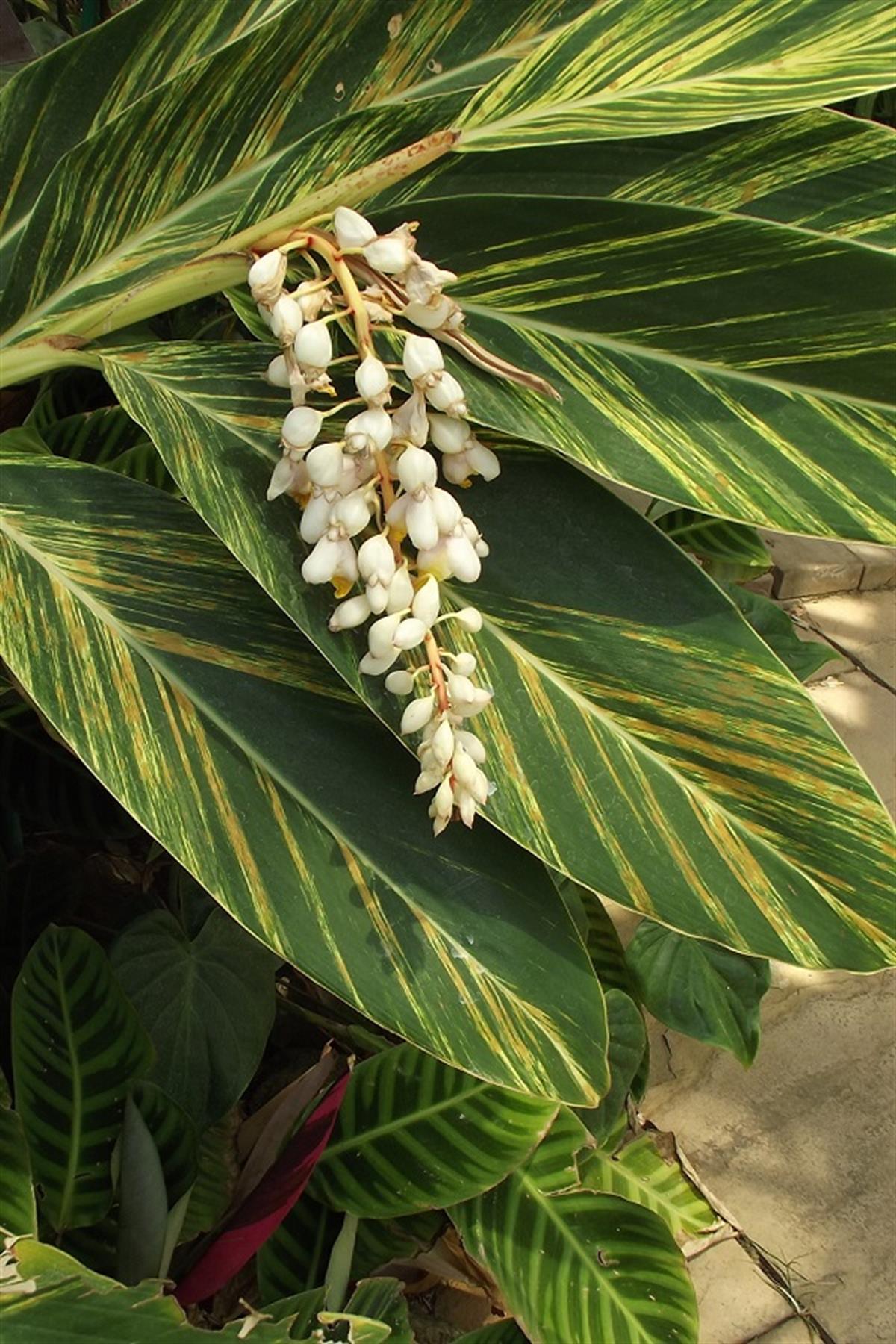 Alpinia zerumbet Variegata alacalı zencefil fidesi
