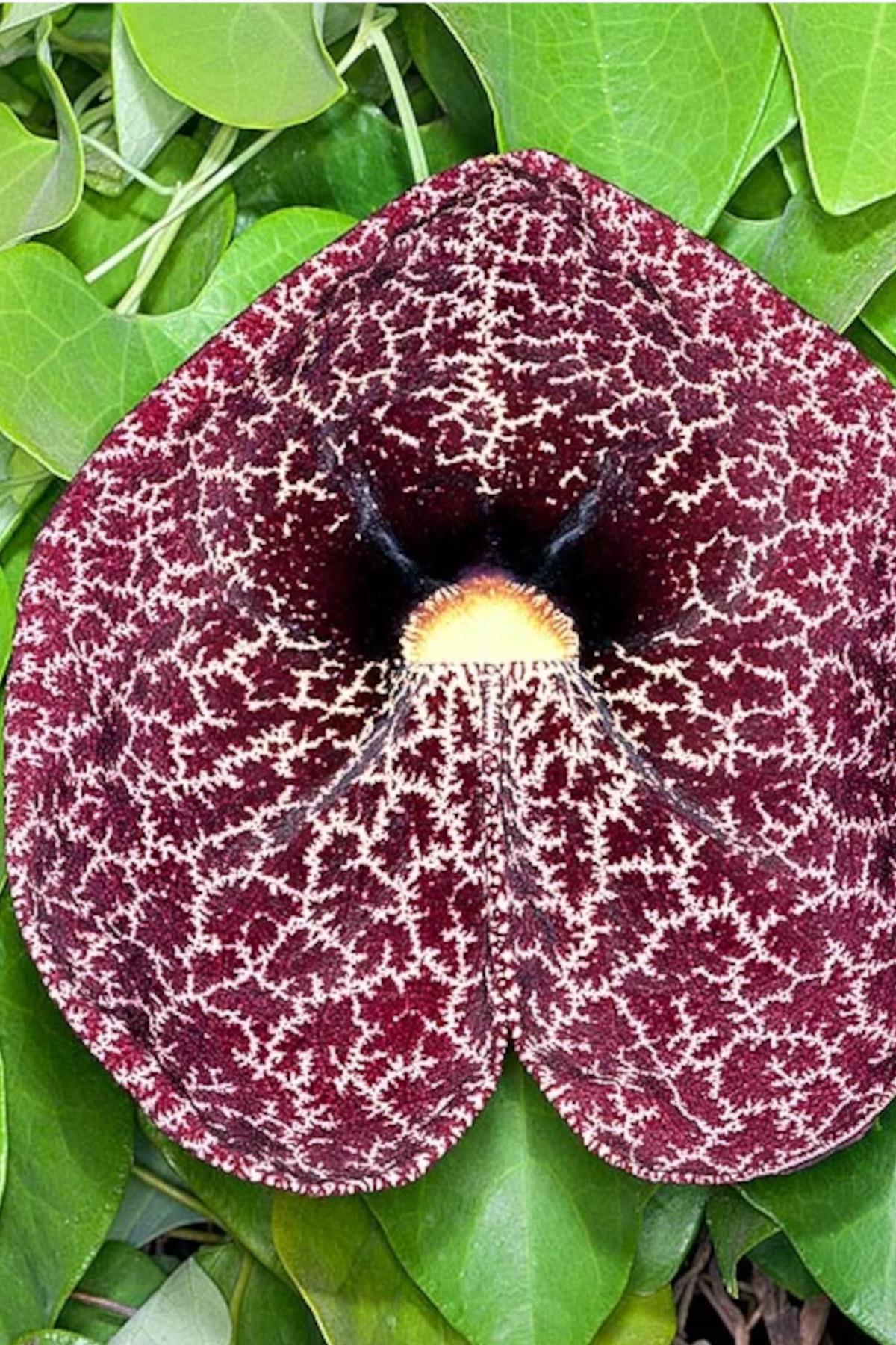 Aristolochia littoralis Aristolakya Patiska Çiçeği Fidanı