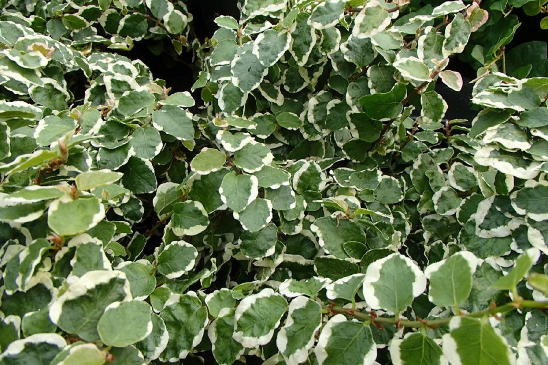 Ficus repens variegata Alacalı Yayılıcı Bodur Kauçuk