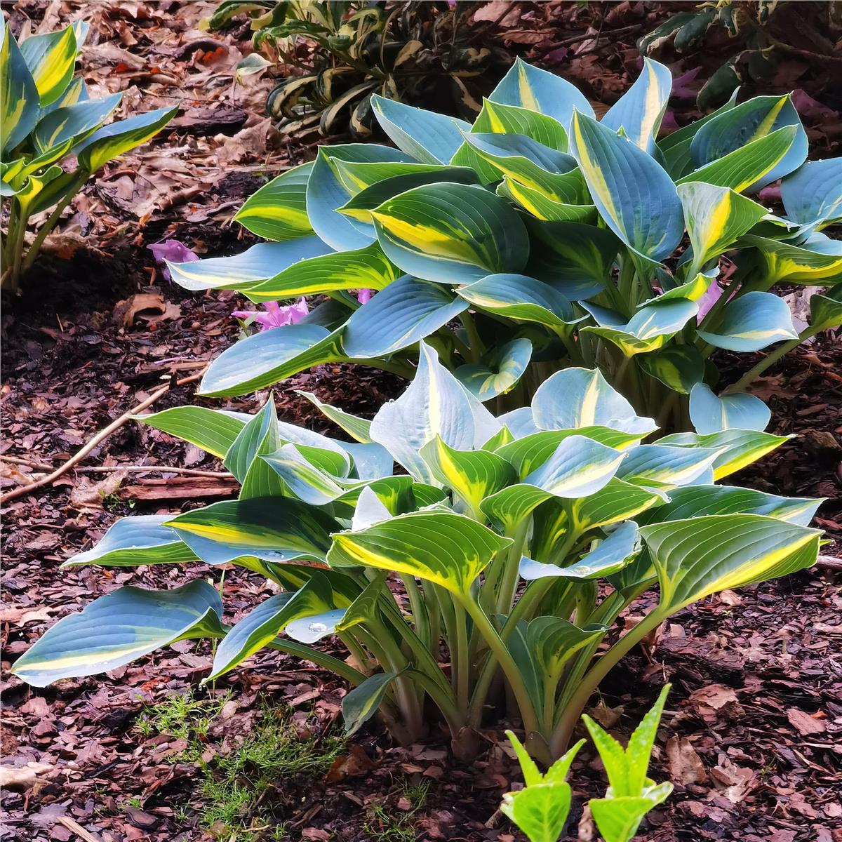 Hosta Ağustos Zambağı fidesi Party Popper