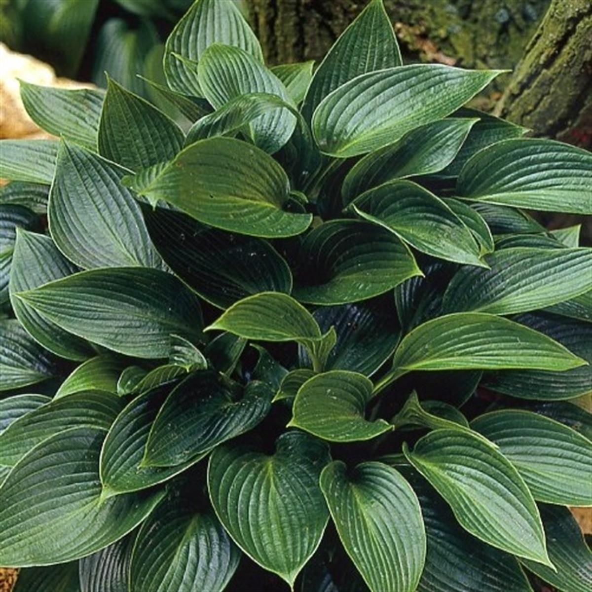 Hosta Devon Green Ağustos Zambağı Fidesi 0-20cm | 1001fidan.com