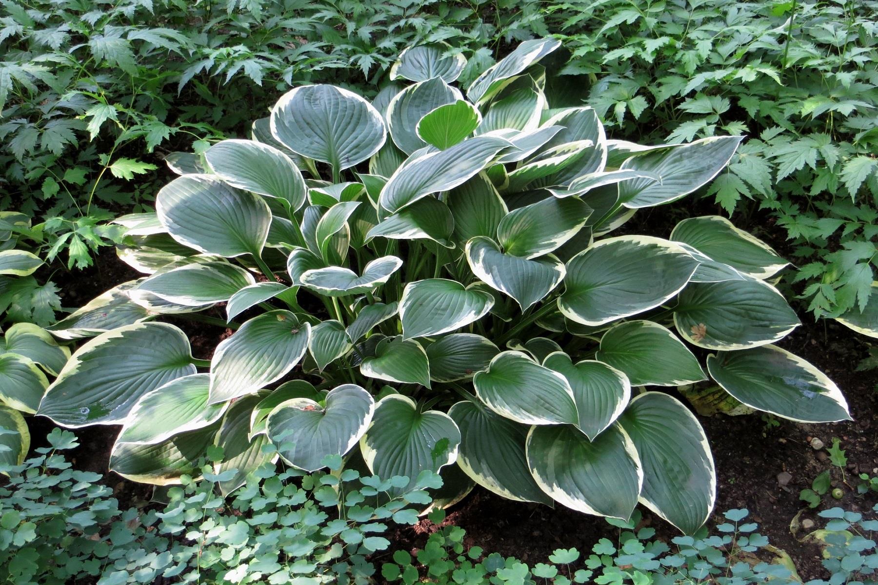 Hosta Francee Ağustos Zambağı Fidesi 0-20cm | 1001fidan.com