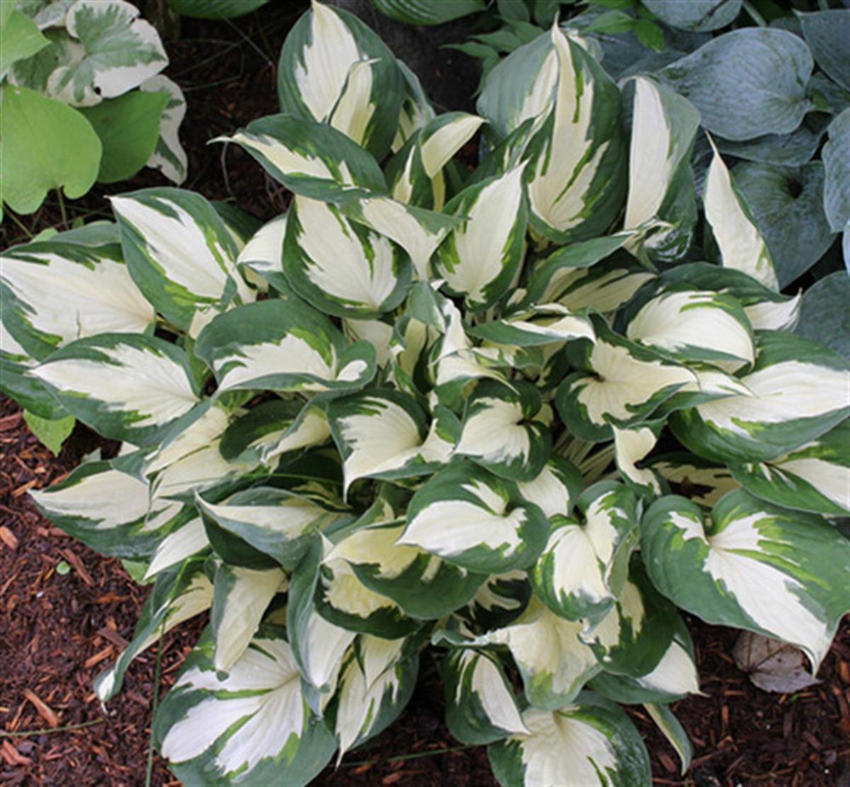 Hosta Loyalist Ağustos Zambağı Fidesi 0-20cm | 1001fidan.com