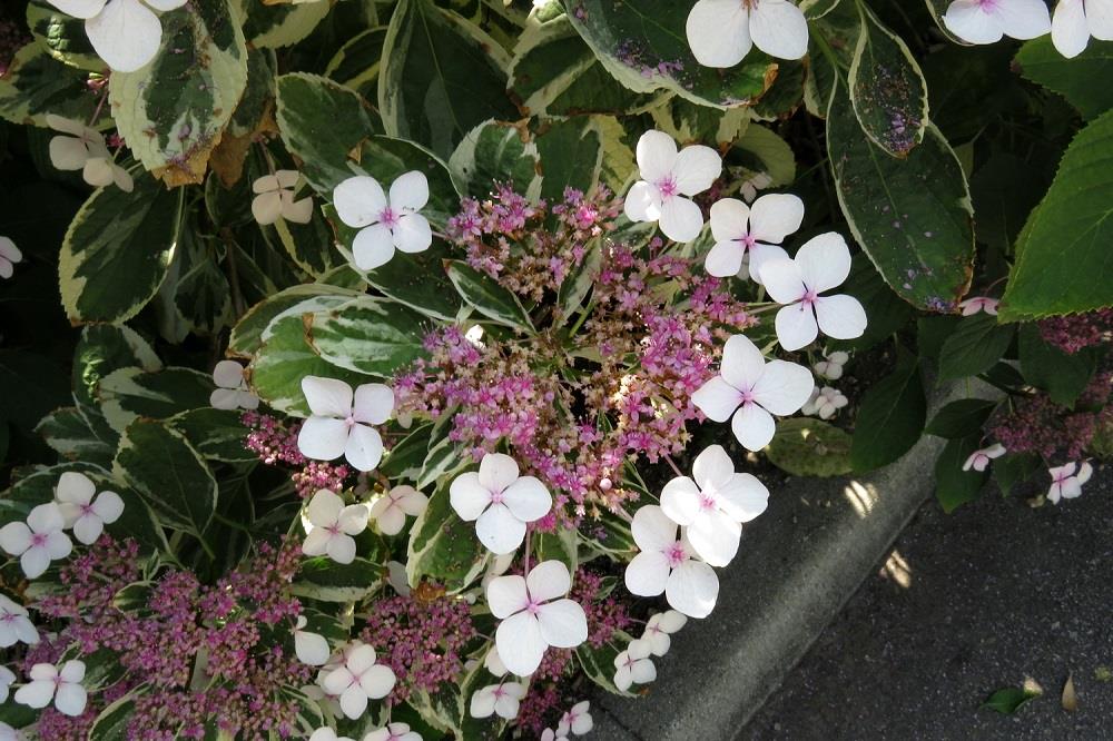 Hydrangea macrophylla Tricolor ortanca fidanı