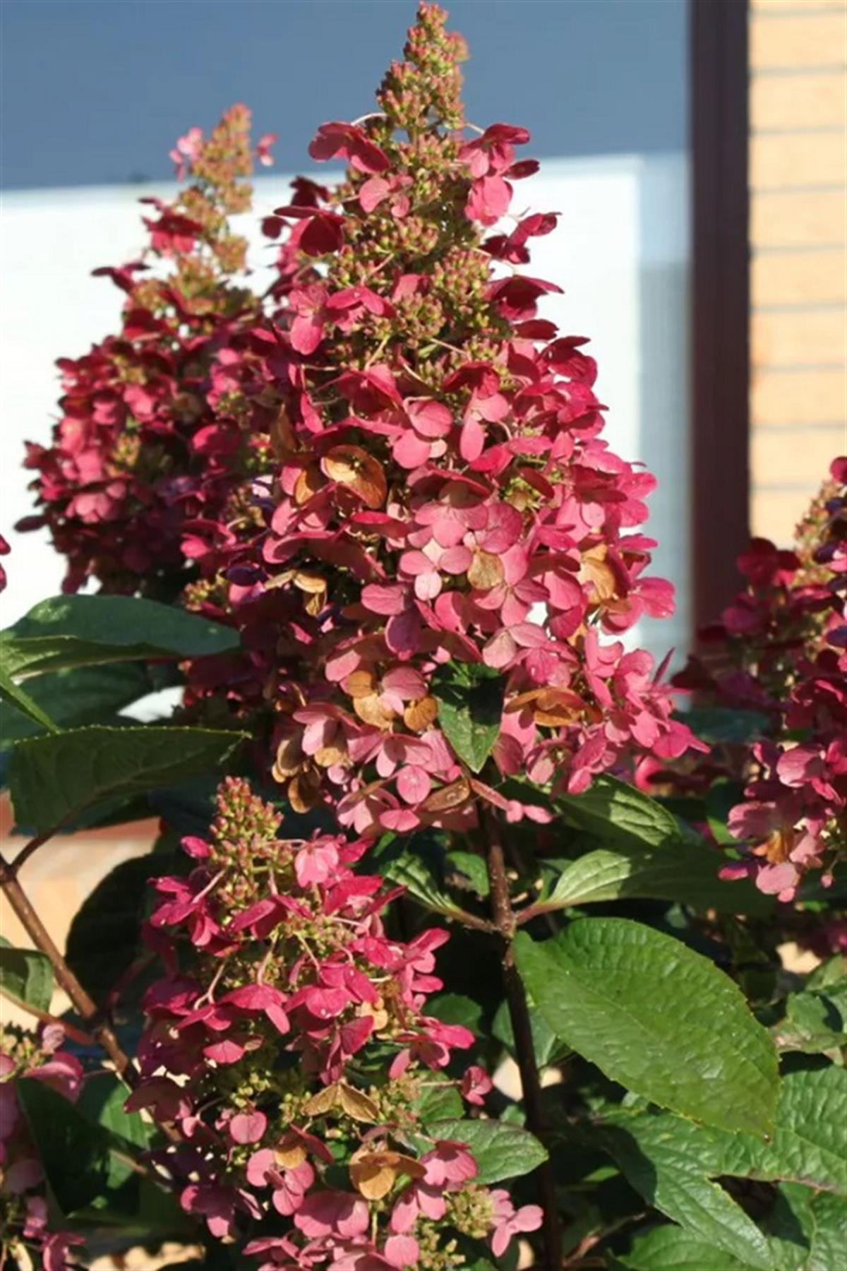 Hydrangea paniculata ortanca fidanı Wims Red