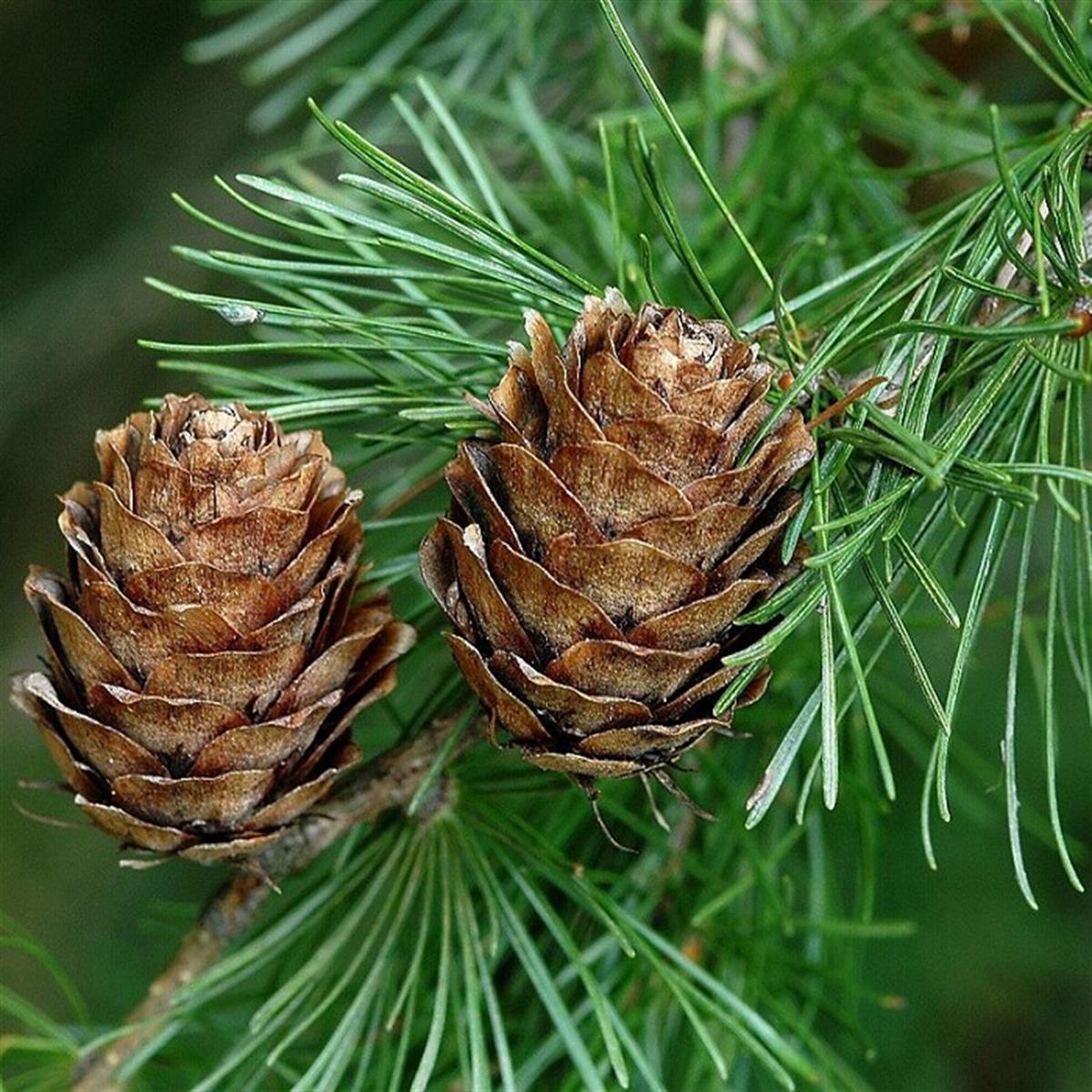 Larix decidua Larex, Lareks Ağacı Fidanı 20-40cm | 1001fidan.com