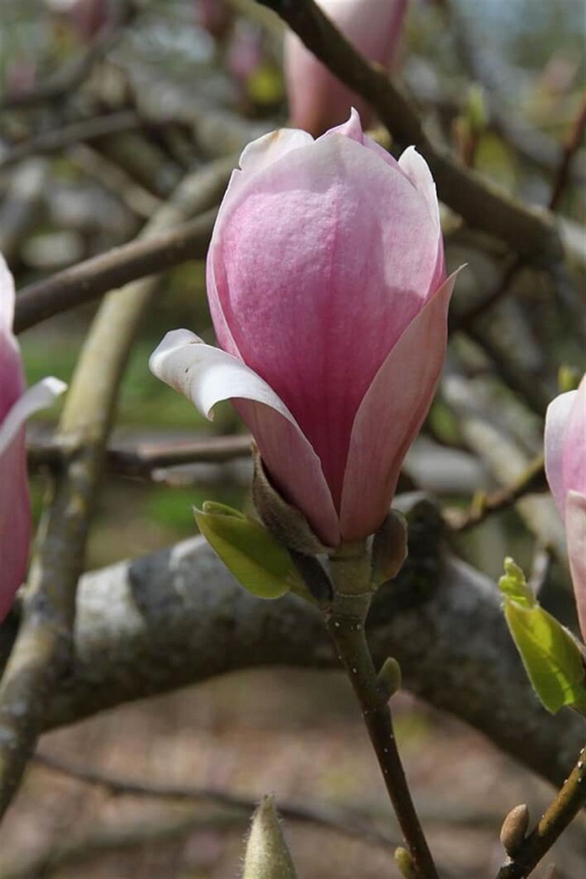 Magnolia soul. Manolya fidanı Rustica Rubra