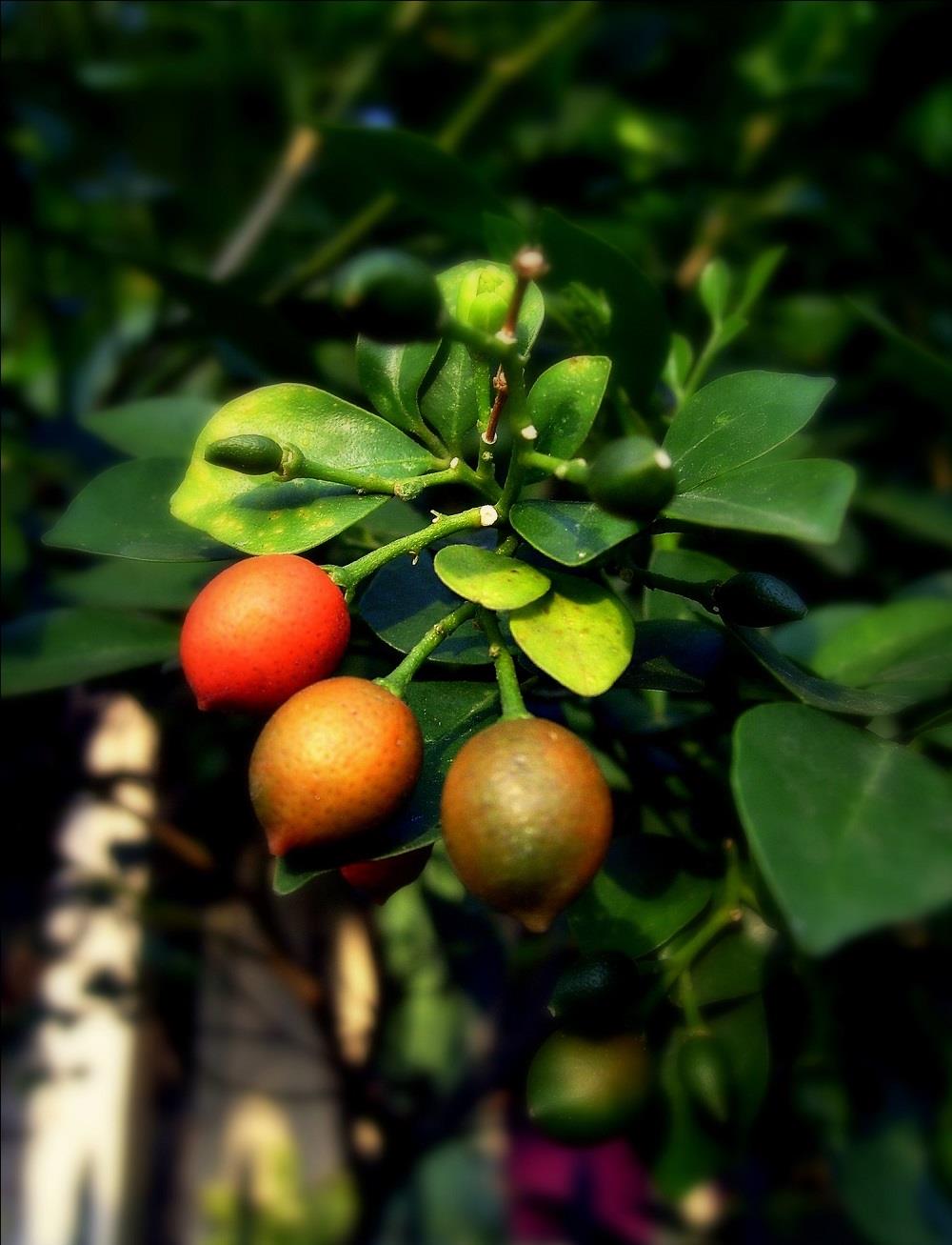 Murraya exotica minima bodur Muraya Portakal Yasemin Yalancı Portakal ...