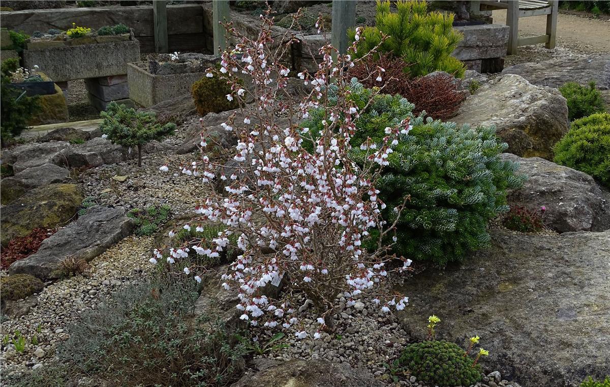 Prunus incisa Kojou-no-mai Süs Kirazı