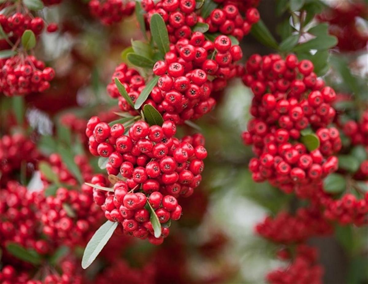 Pyracantha coccinea Red column Kırmızı Ateş dikeni fidanı 40-60cm ...