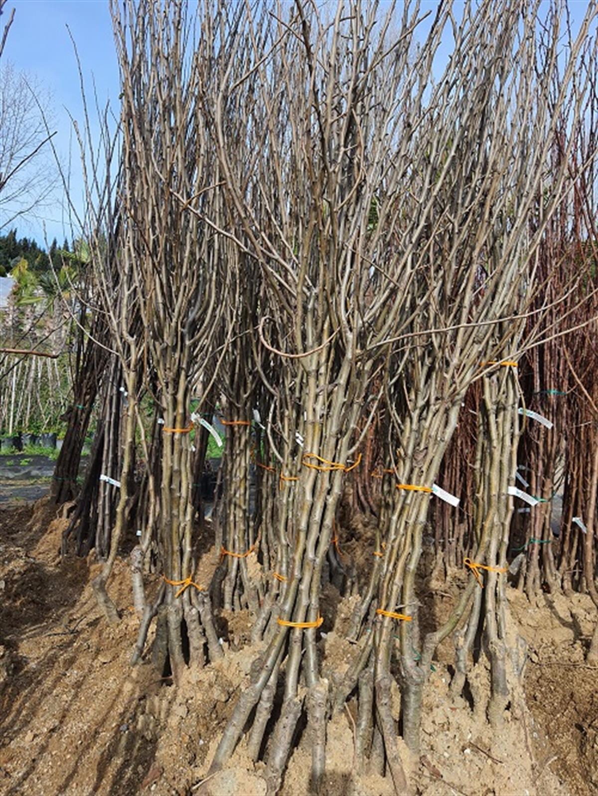 Pyrus communis Santa Maria Armut fidanı -1001fidan