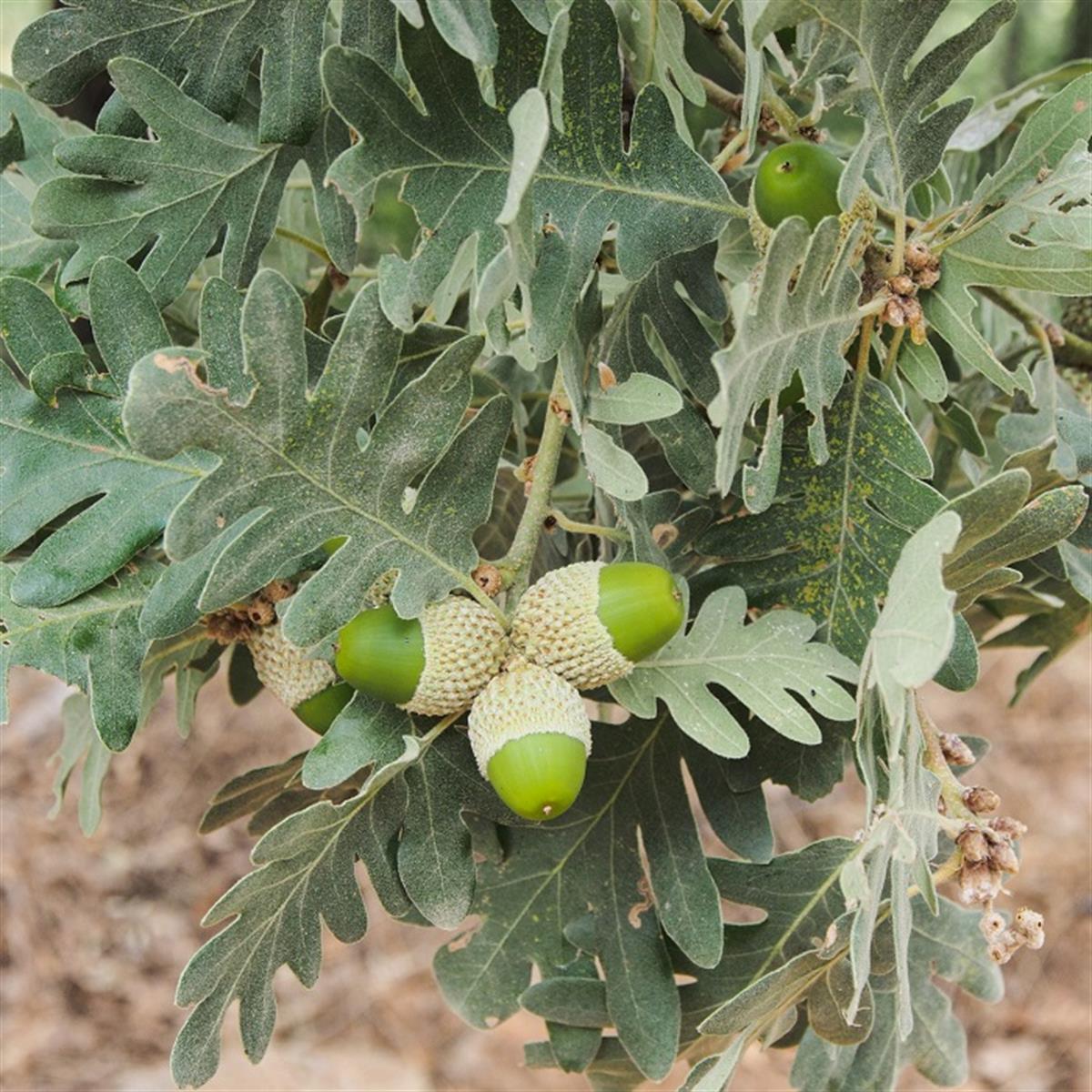 Quercus pyrenaica Pirene Meşe Fidanı 20-40cm | 1001fidan.com