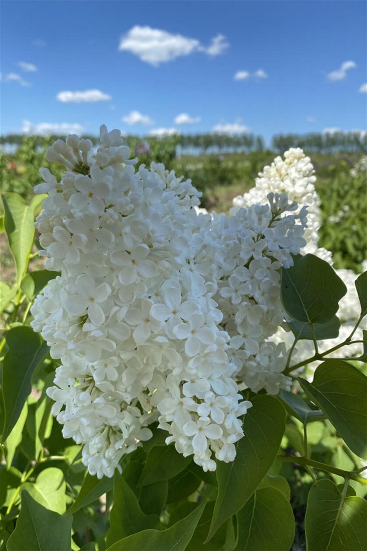 Syringa vulgaris Lebedushka Leylak fidanı