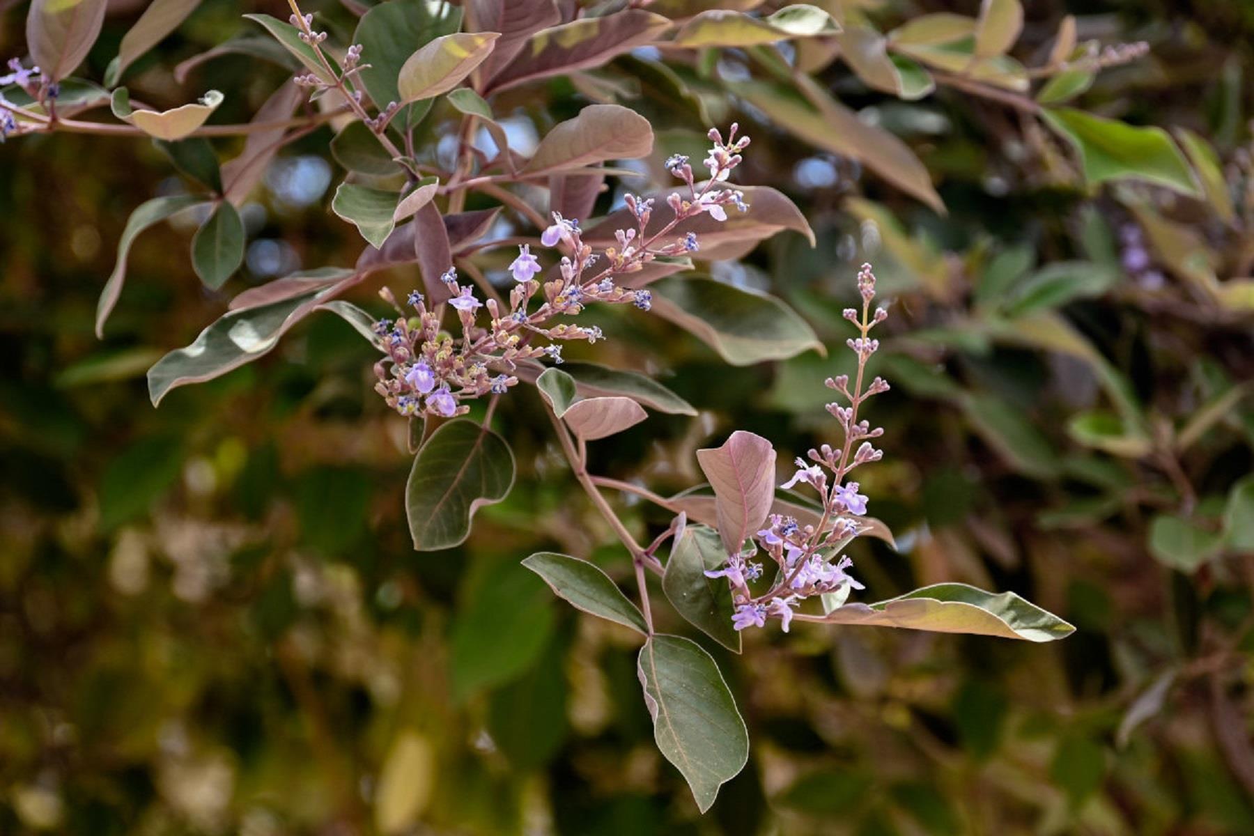 Vitex trifolia purpurea mor yapraklı hayıt