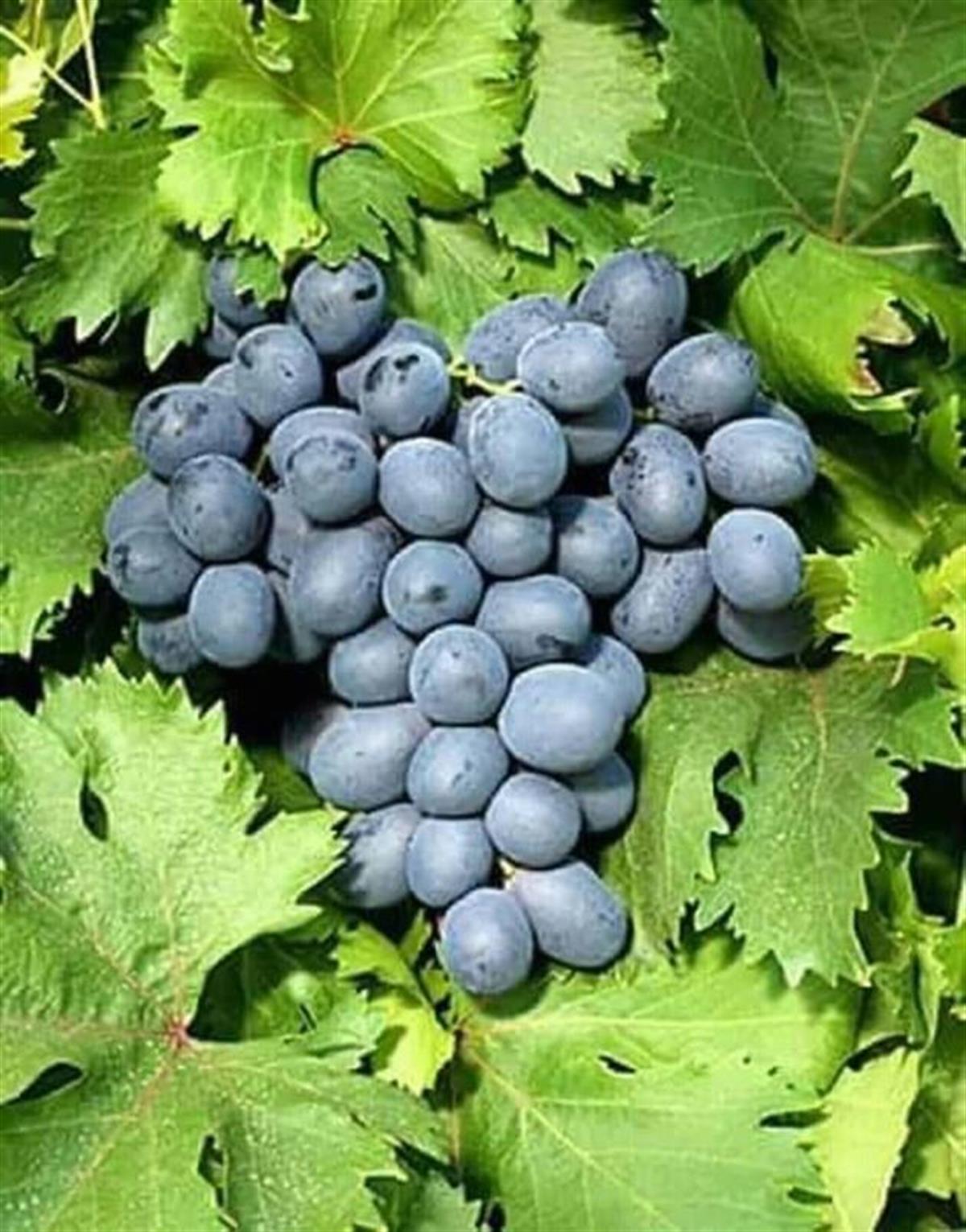 Vitis vinifera Dimrit Asma fidanı Çelikten Açık Köklü 20-40cm ...