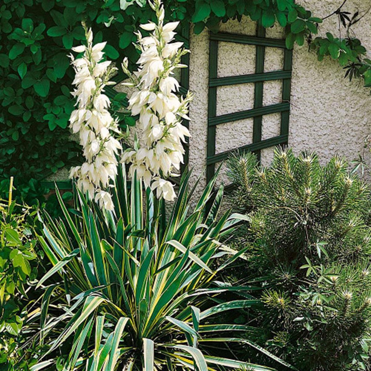 Yucca filamentosa Bright edge Yuka fidanı -1001fidan