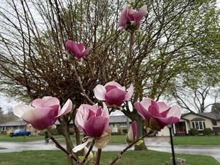 Magnolia Cameo Kış Manolya fidanı