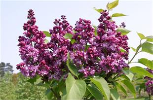 Syringa vulgaris Mrs Edward Harding Katlı kırmızı leylak fidanı 20-40cm ...