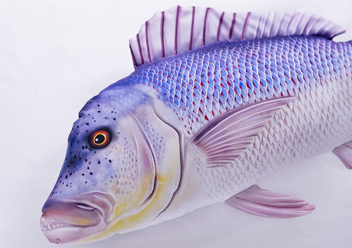 GABY FISH DENTEX DENTEX 80cm │megabalik.com.tr