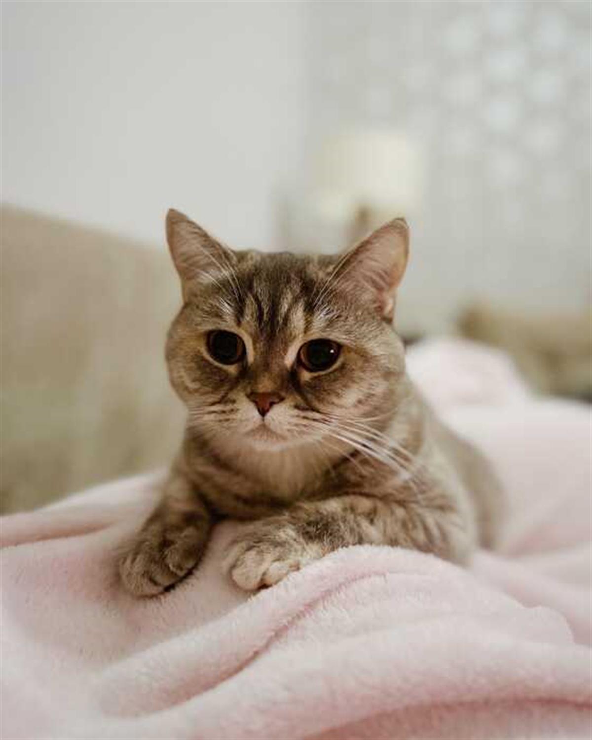 Sayılarla Boyama Seti Minik Kedi 1Hayvan Figürleri