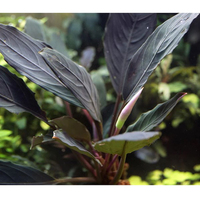 Bucephalandra Skeleton King