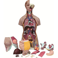 Oscar Human Body Torso 19 Pieces, 85cm - Oscar Educational Materials