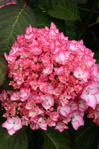 Hydrangea macrophylla ortanca fidanı Sabrina